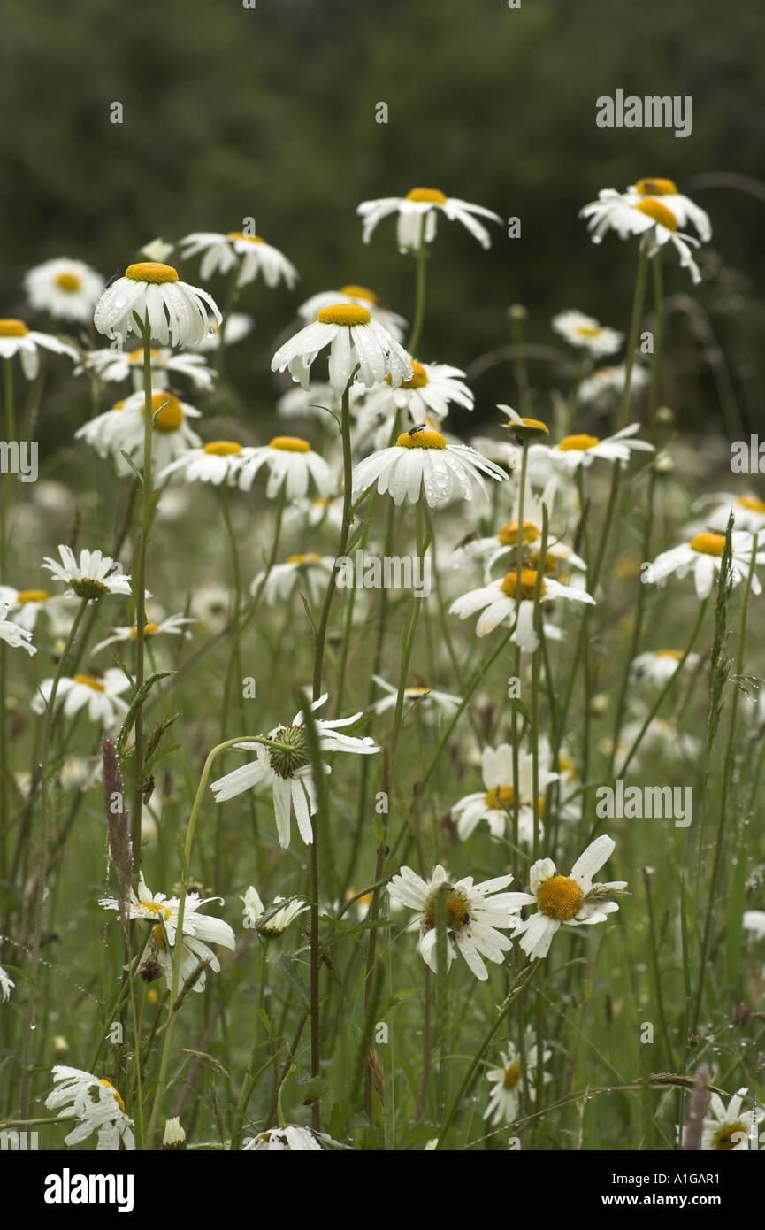 oxeye daisy Leucanthemum vulgare daisies Stock Photo - Alamy