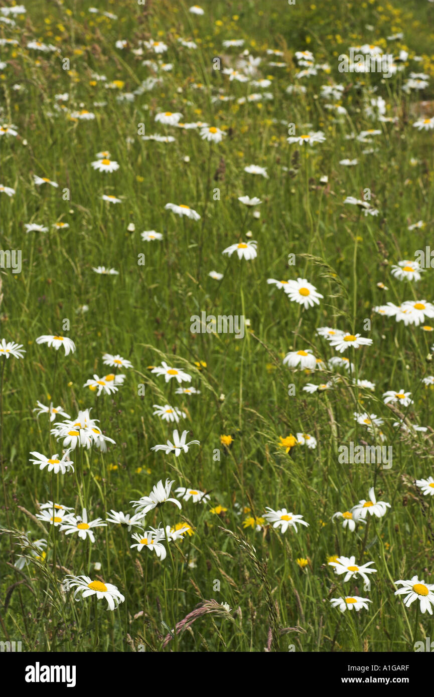oxeye daisy Leucanthemum vulgare daisies Stock Photo - Alamy