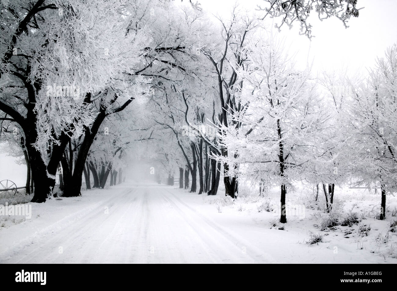 Snow covering trees hi-res stock photography and images - Alamy