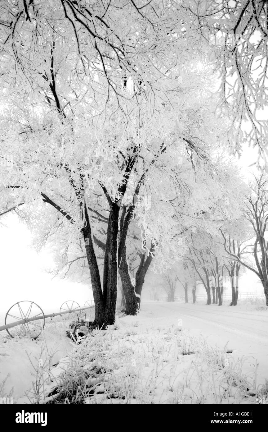 First snow covering tree lined roadway, wheel line irrigation on the ...