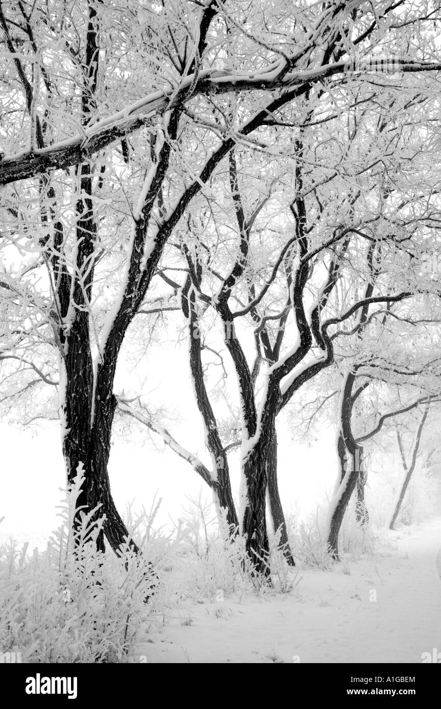 First snow and frost covering trees and bushes, Nevada Stock Photo - Alamy