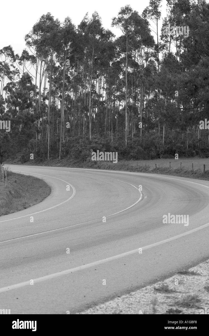 Tarmac trees Black and White Stock Photos & Images - Alamy