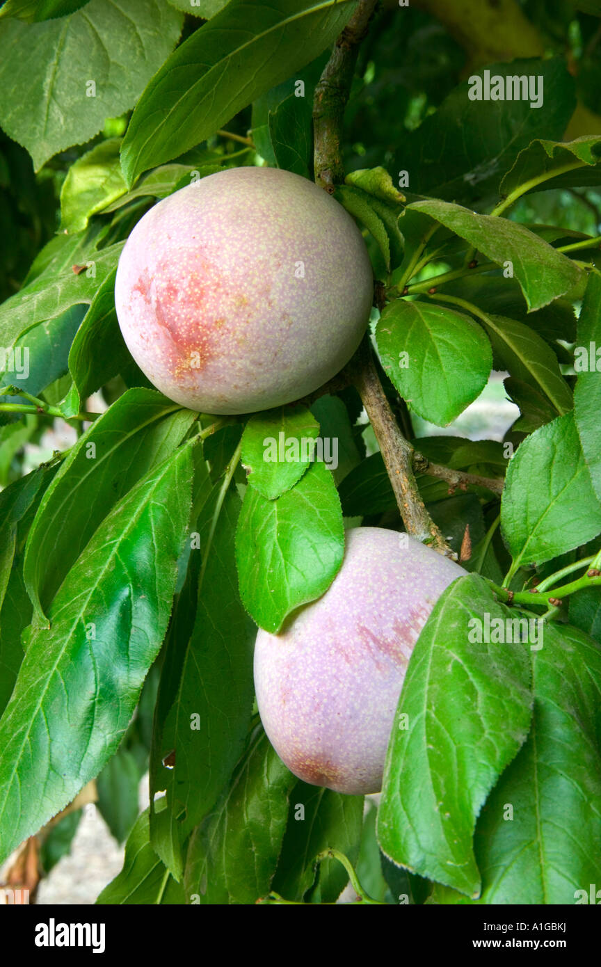 Elephant heart plum hi-res stock photography and images - Alamy