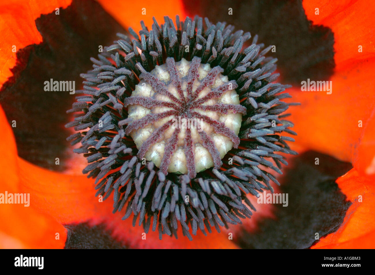 Allegro Poppy High Resolution Stock Photography and Images - Alamy