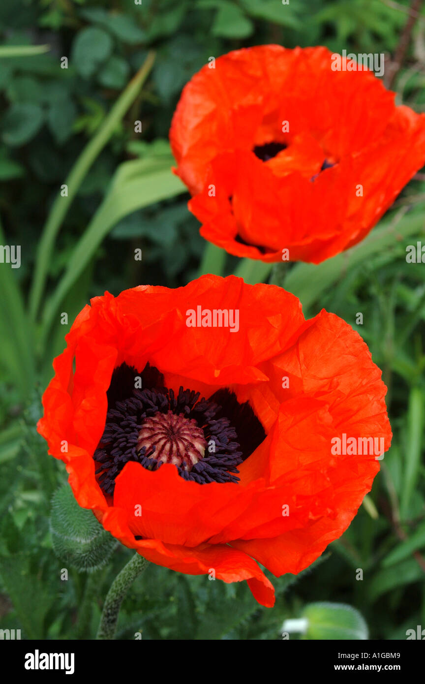 Allegro Poppy High Resolution Stock Photography and Images - Alamy