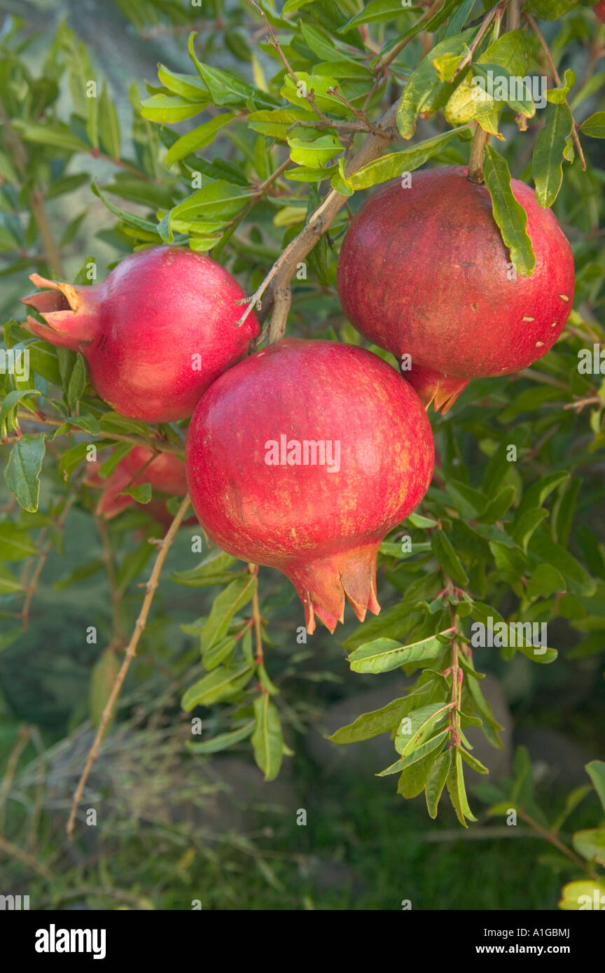 Ornamental pomegranate tree hi-res stock photography and images - Alamy