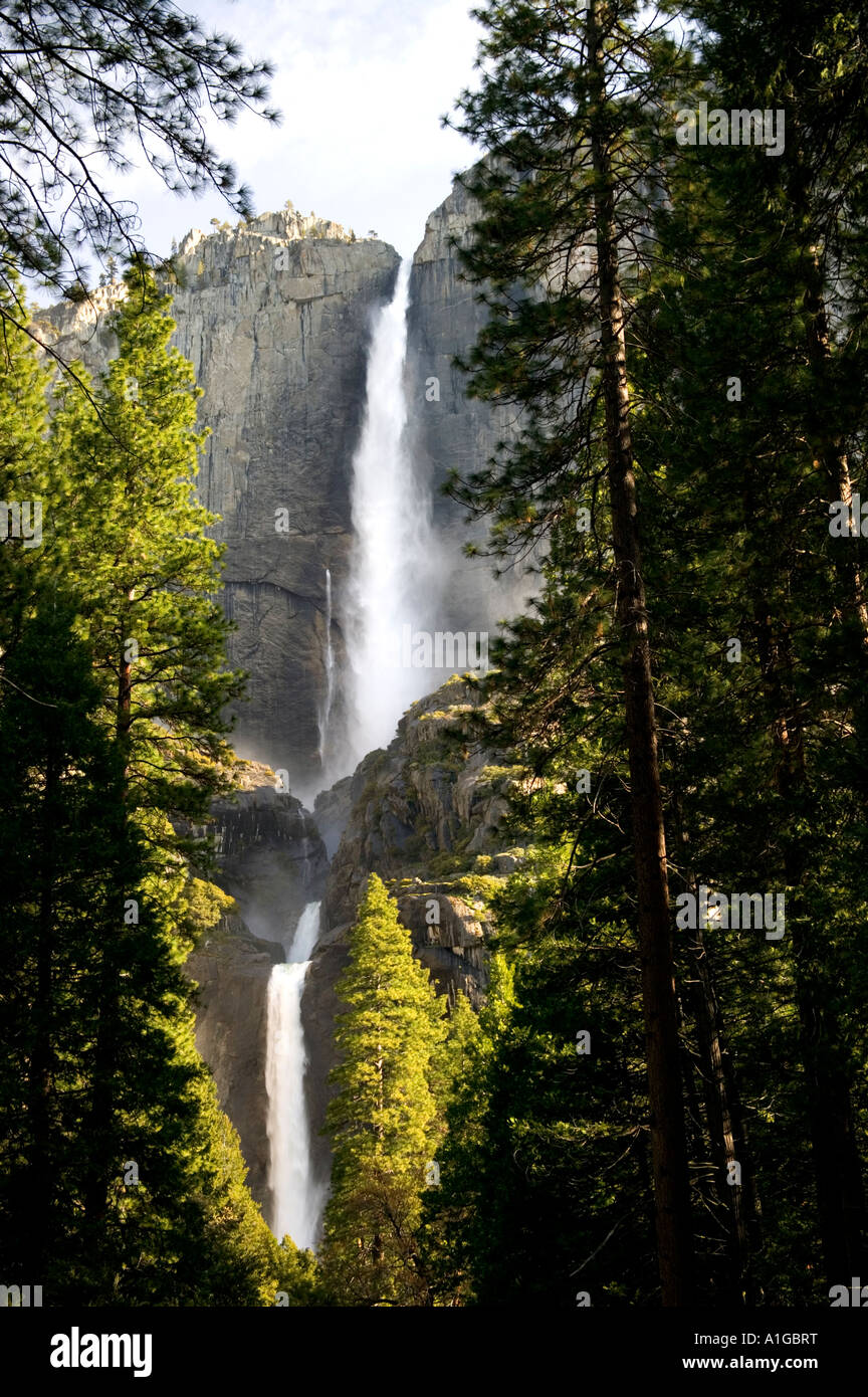Ponderosa pine yosemite national park hi-res stock photography and ...