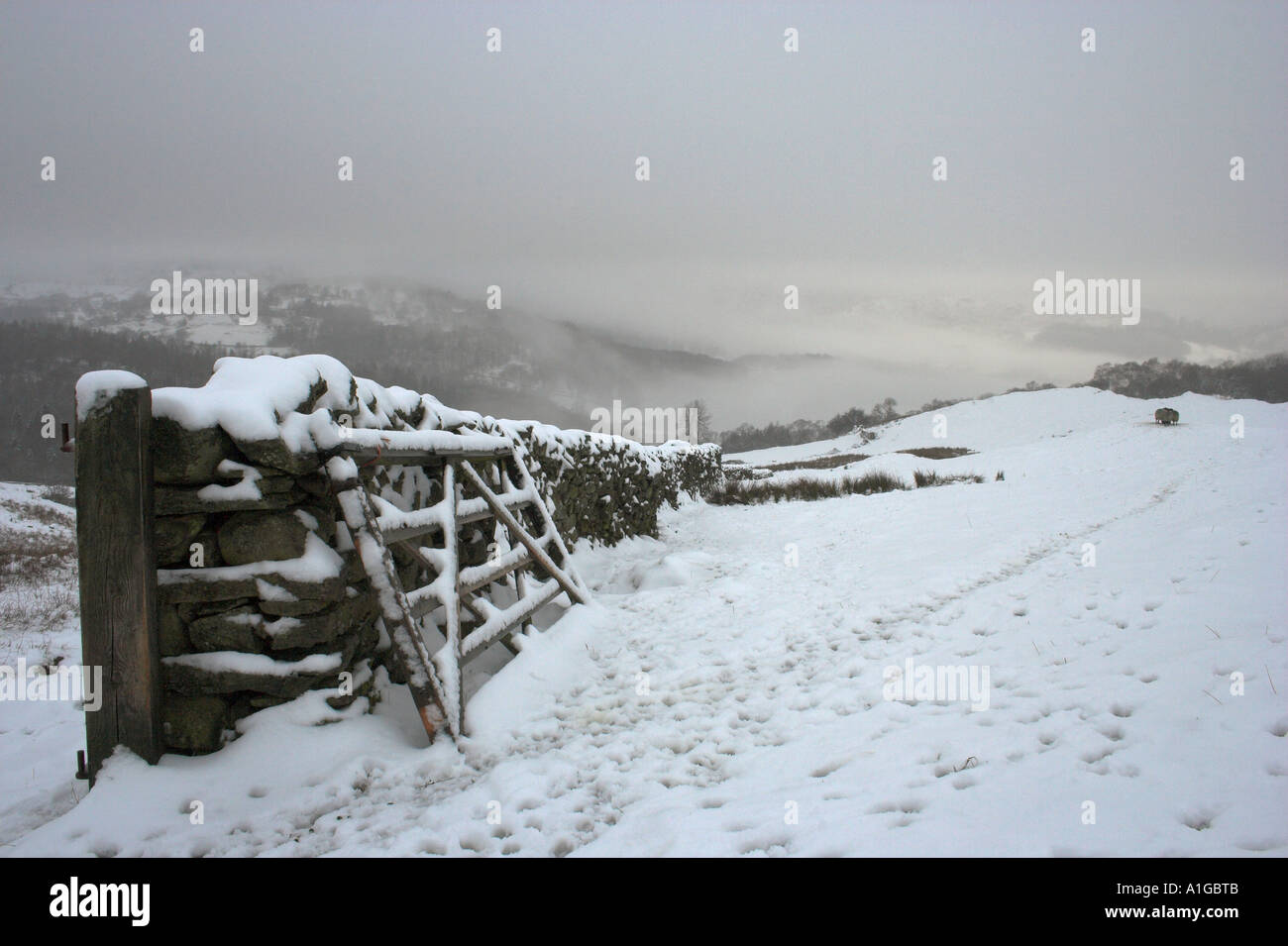 snowy farm land scene in the English Lake District at Christmas in ...