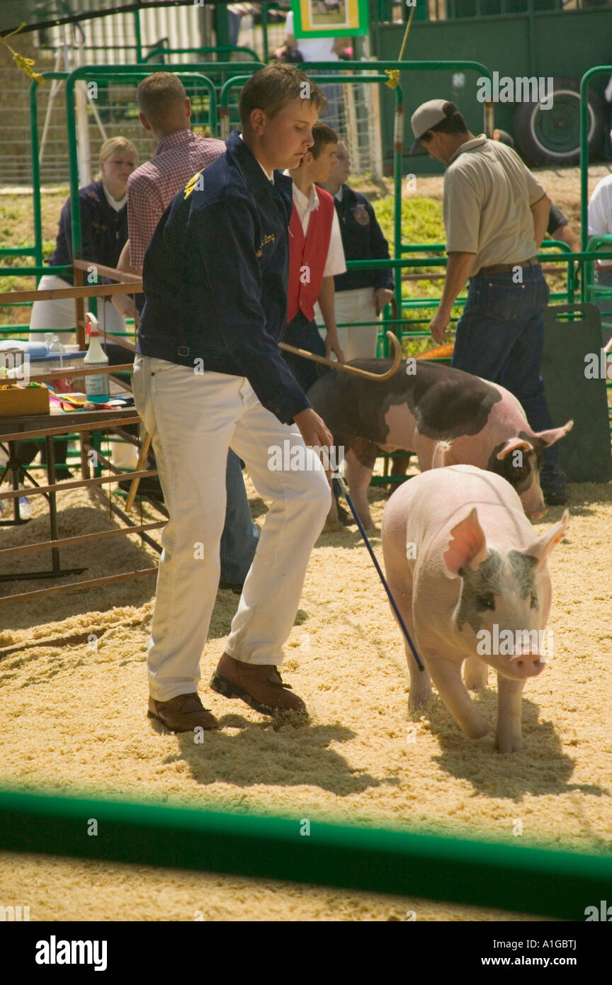 FFA participant showing hog at county fair Stock Photo - Alamy