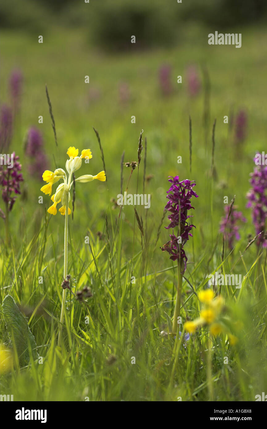 Cowslip Primula veris and Early Purple Orchid Orchis mascula Stock ...