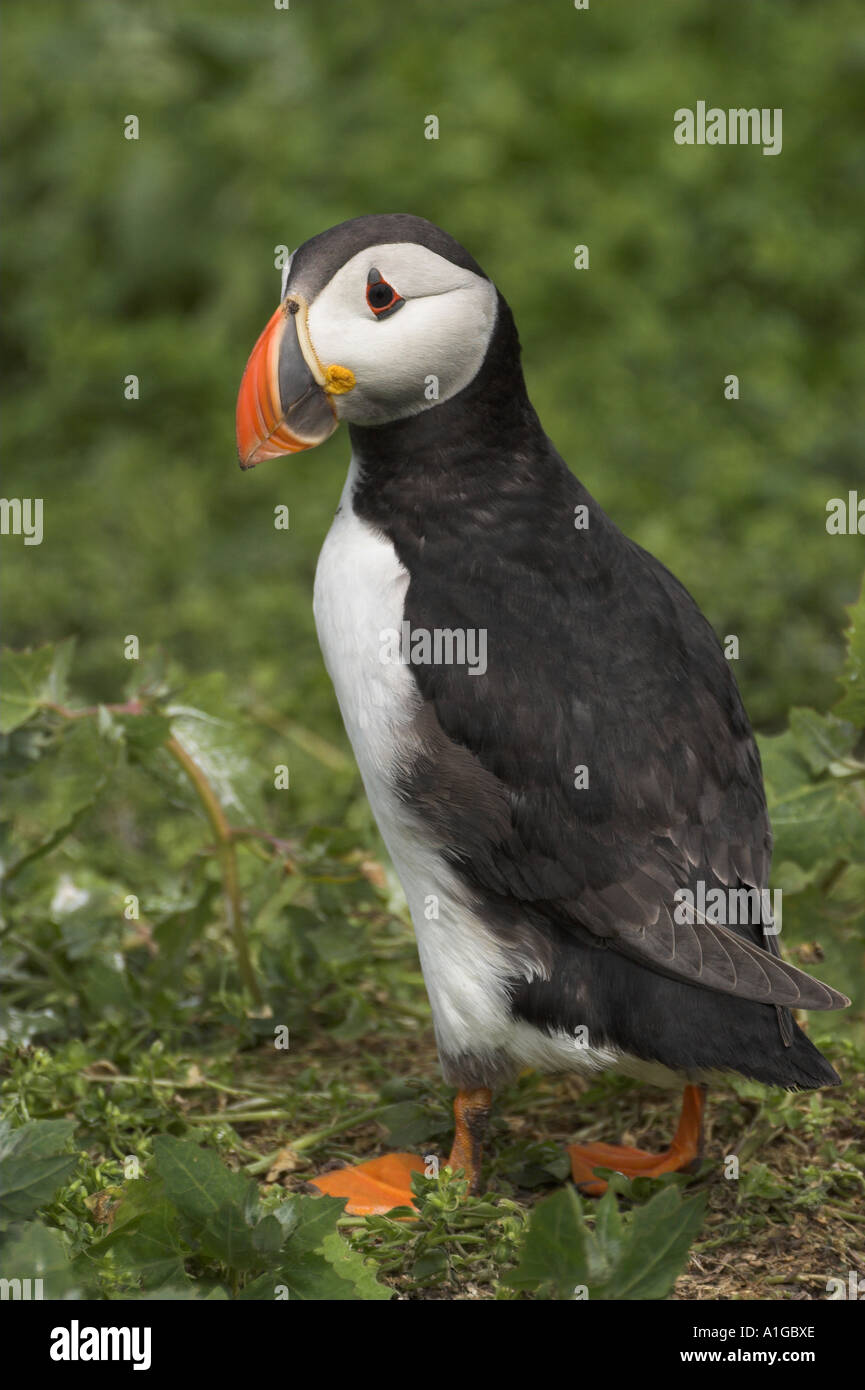 Sad puffin hi-res stock photography and images - Alamy