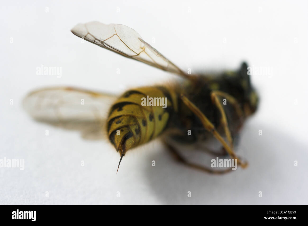 wasp vespula vulgaris close up of sting in tail Stock Photo - Alamy