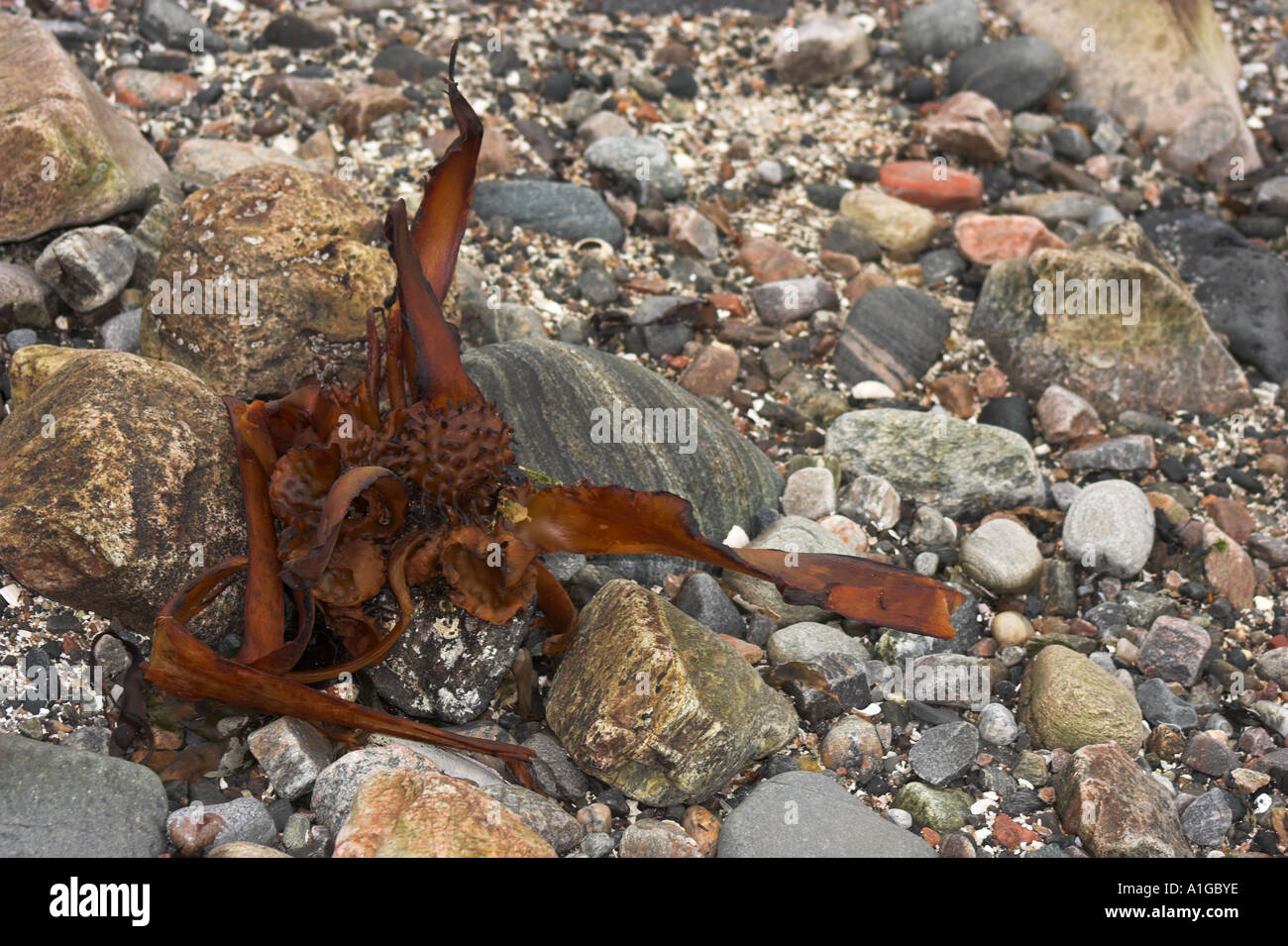 Underwater marine life in scotland hi-res stock photography and images ...
