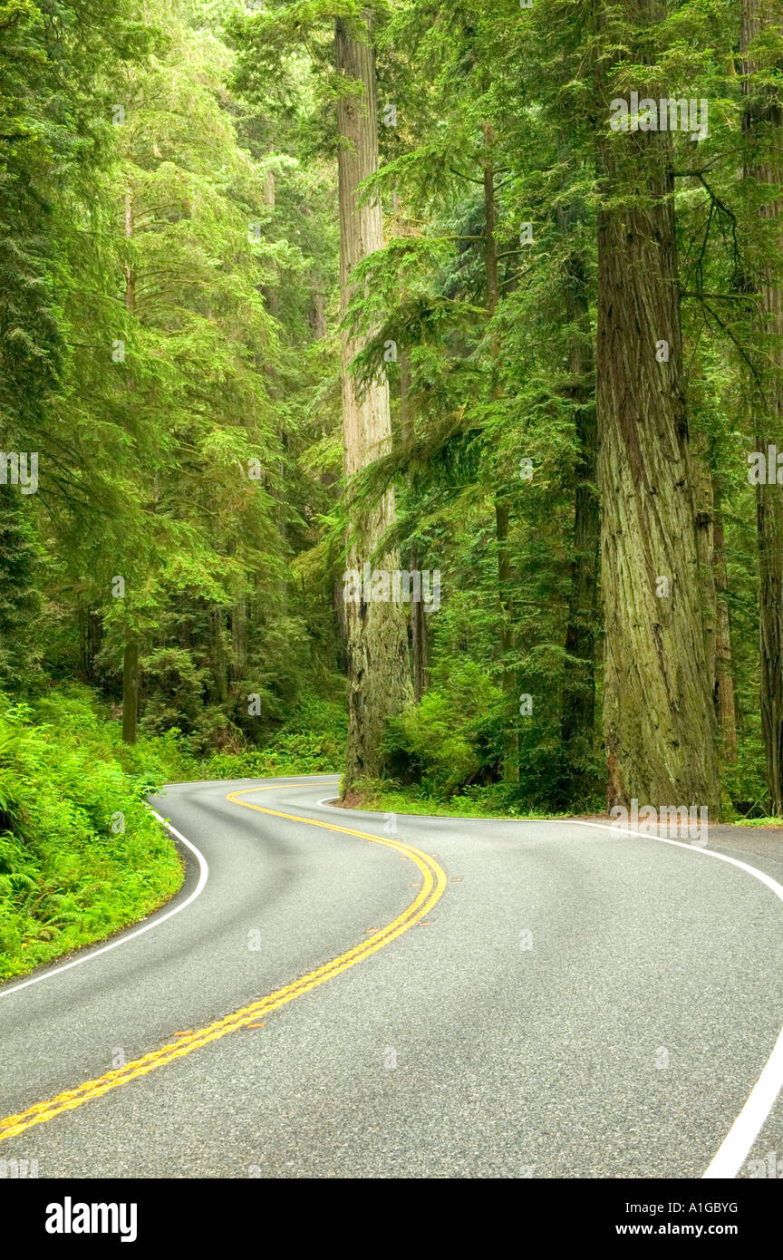 Highway curve on State Highway 199, Redwood Forest Stock Photo - Alamy