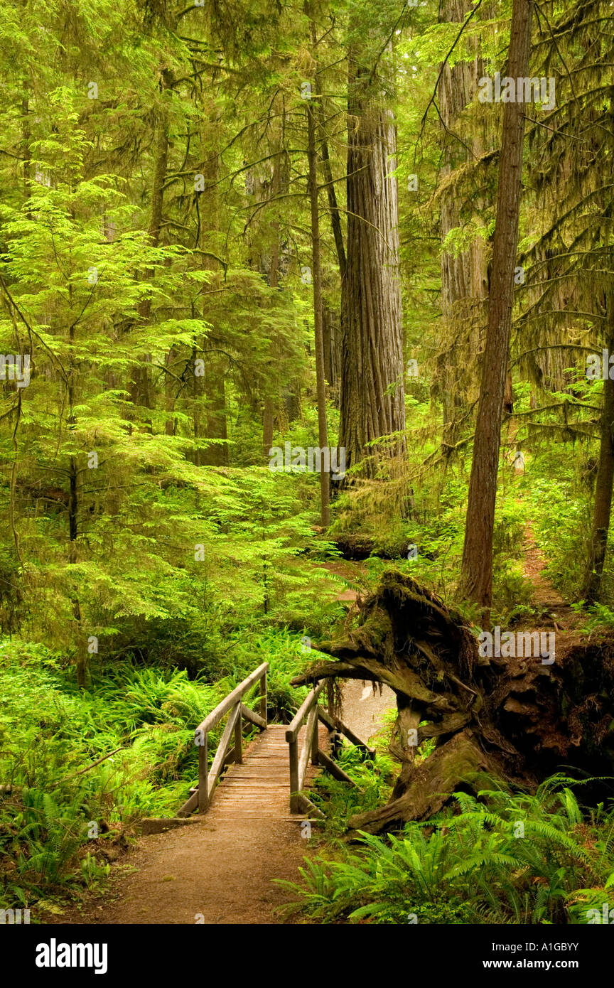 Redwood forest, path leading over foot bridge Stock Photo - Alamy