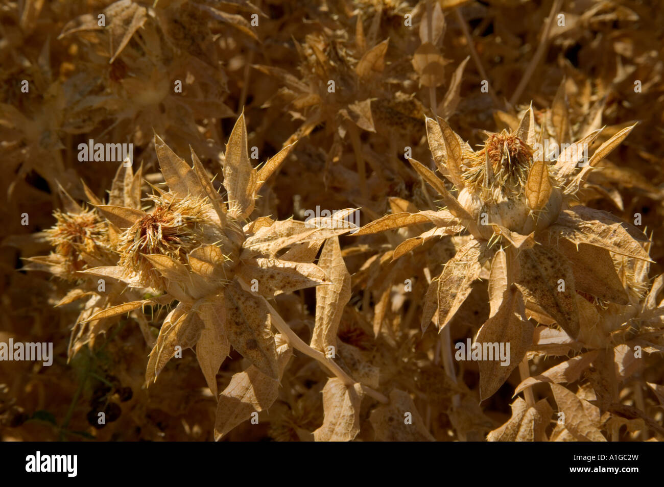 Safflower (carthamus tinctorius) hi-res stock photography and images ...