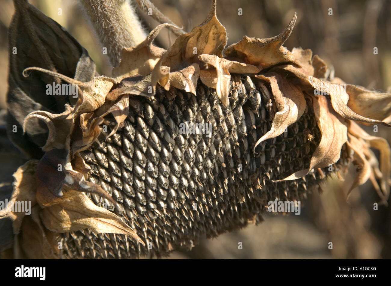 Drooping sunflower hi-res stock photography and images - Alamy
