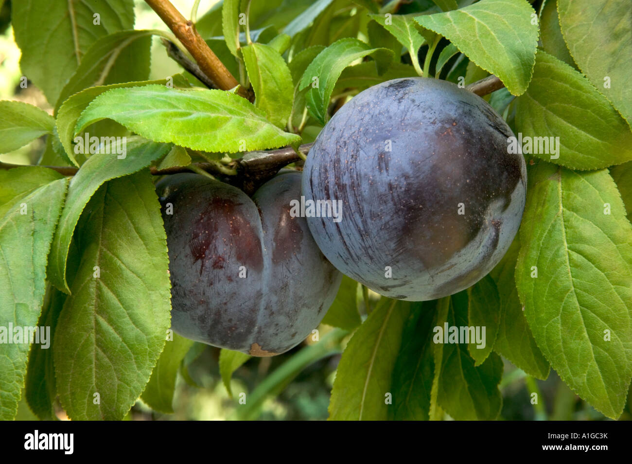 Pluot tree hi-res stock photography and images - Alamy