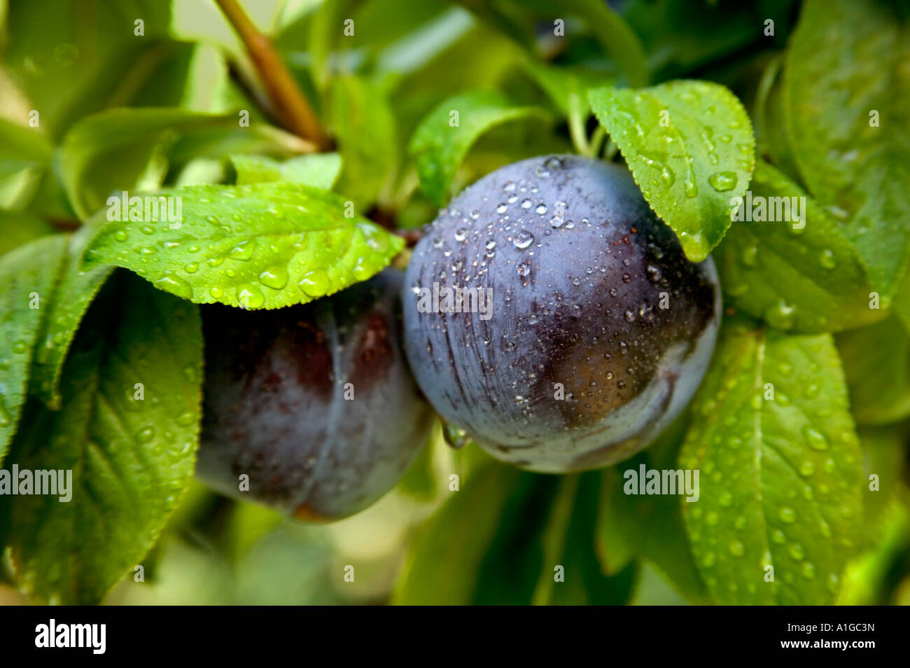 Pluot tree hi-res stock photography and images - Alamy