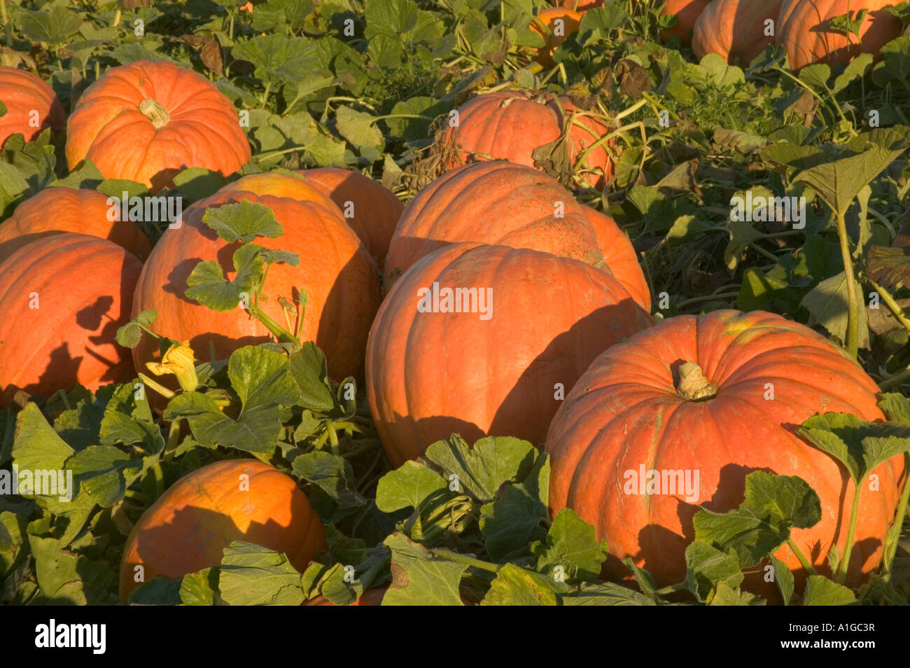Pumpkins 'Big Max' variety piled for harvest Stock Photo - Alamy