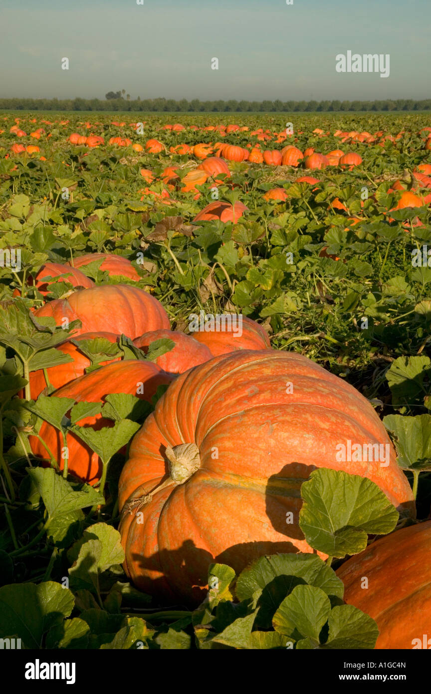 Big field hi-res stock photography and images - Alamy