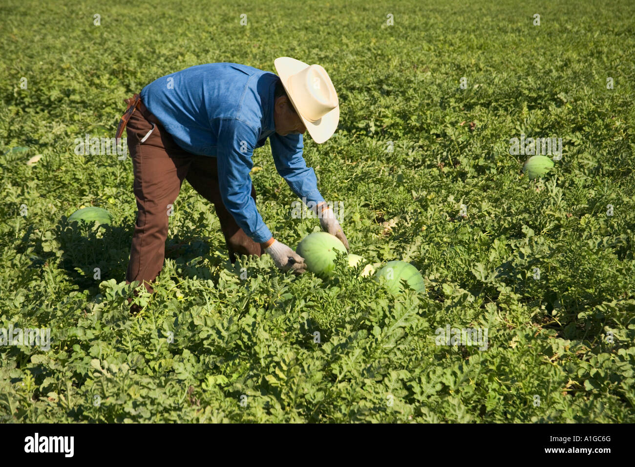 Hispanic farm worker harvesting watermelons Stock Photo - Alamy