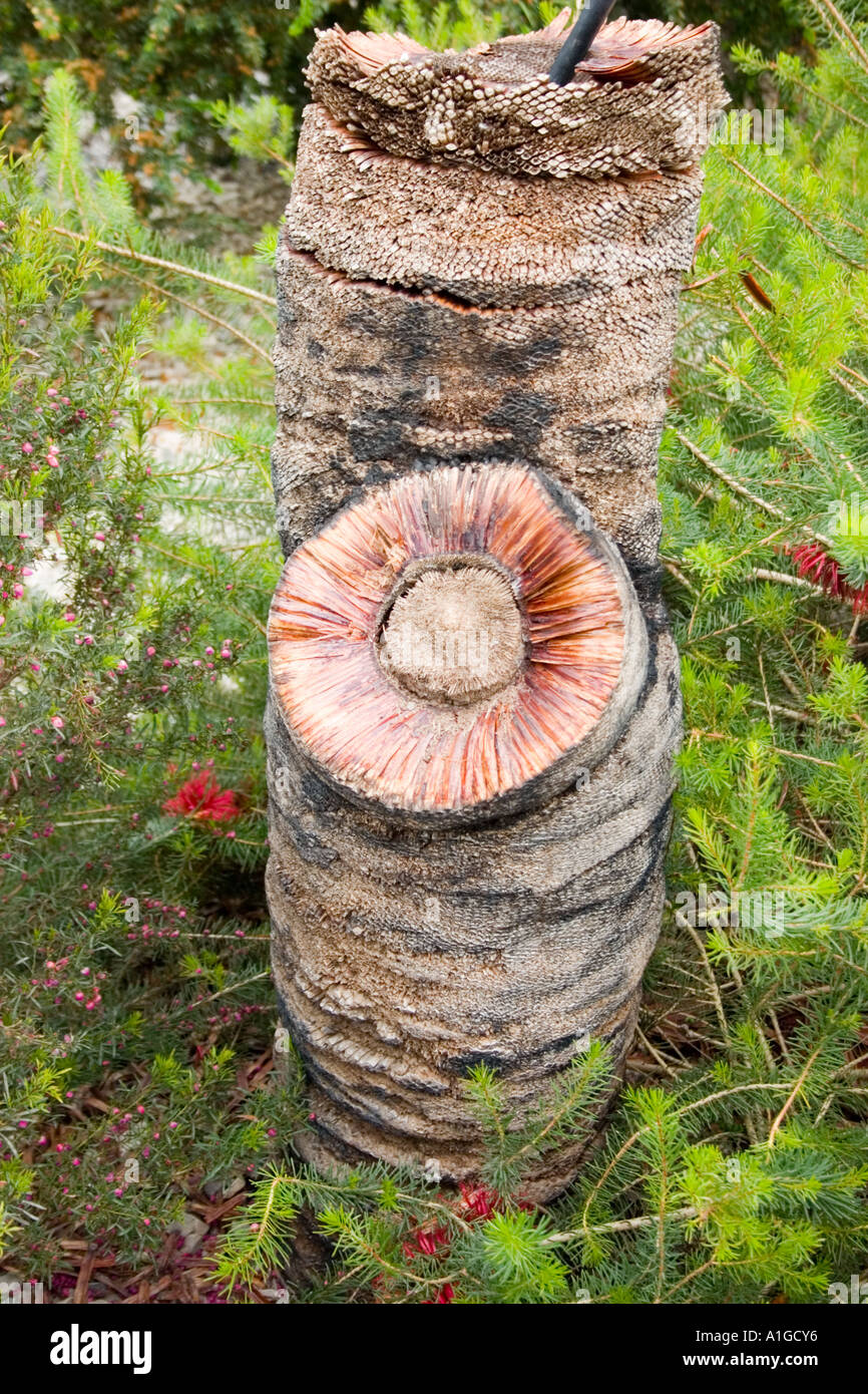 Treegrass trunk in the greenhouse at the Wales Botanic Garden ...