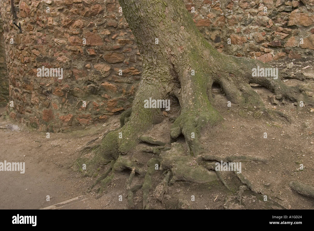 Anchoring roots hi-res stock photography and images - Alamy