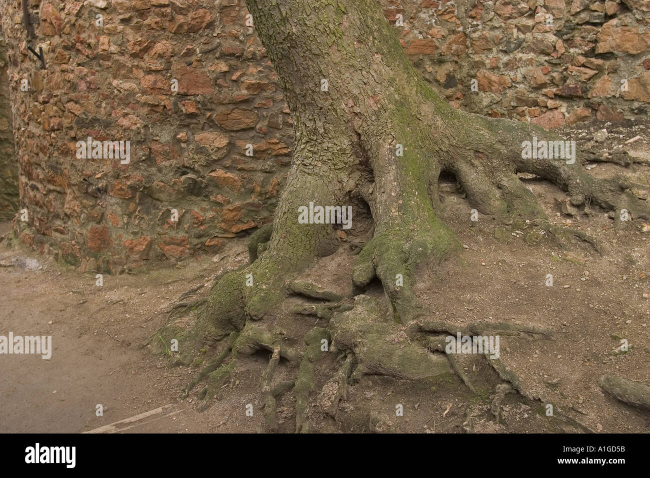 Root anchoring hi-res stock photography and images - Alamy