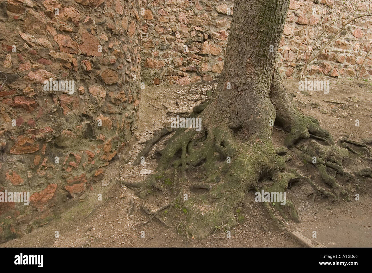 Root anchoring hi-res stock photography and images - Alamy