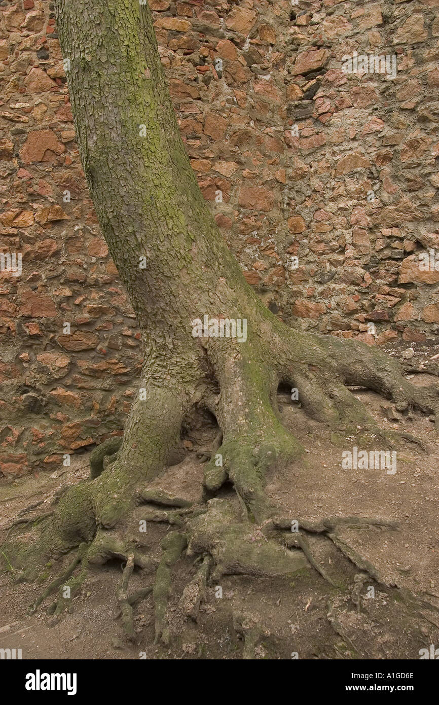 Root anchoring hi-res stock photography and images - Alamy