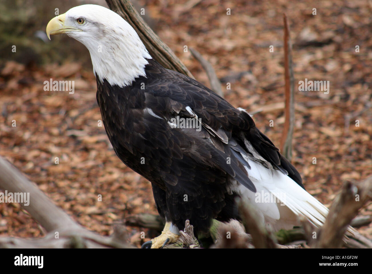 Bald Eagle full view Stock Photo - Alamy