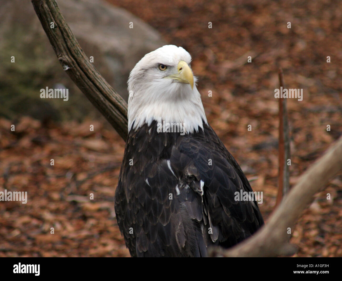 Bald Eagle looking right Stock Photo - Alamy