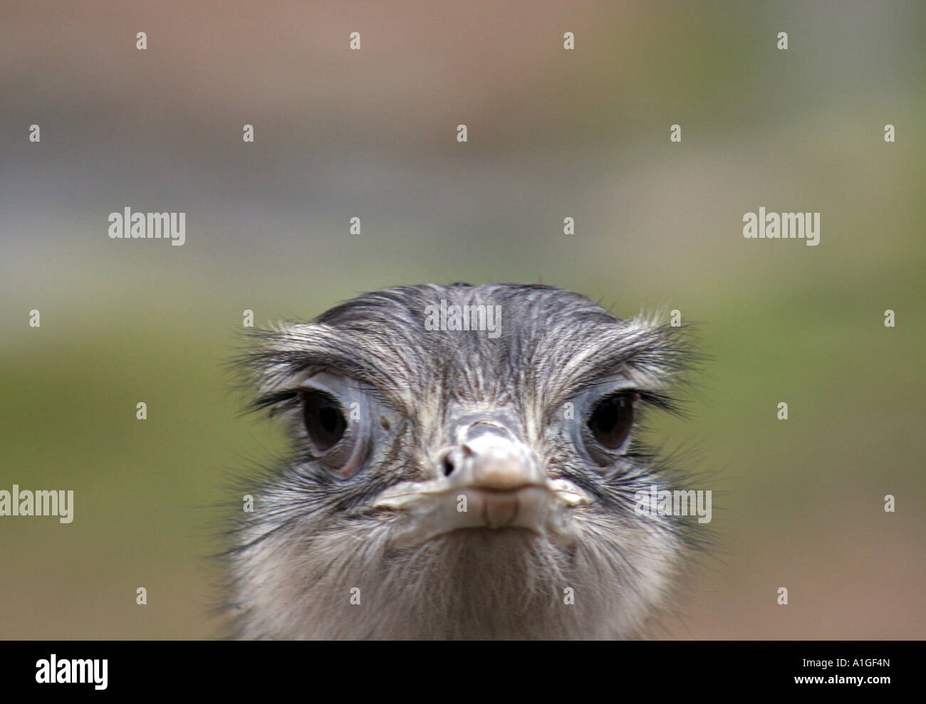 Greater Rhea head closeup from front Stock Photo - Alamy