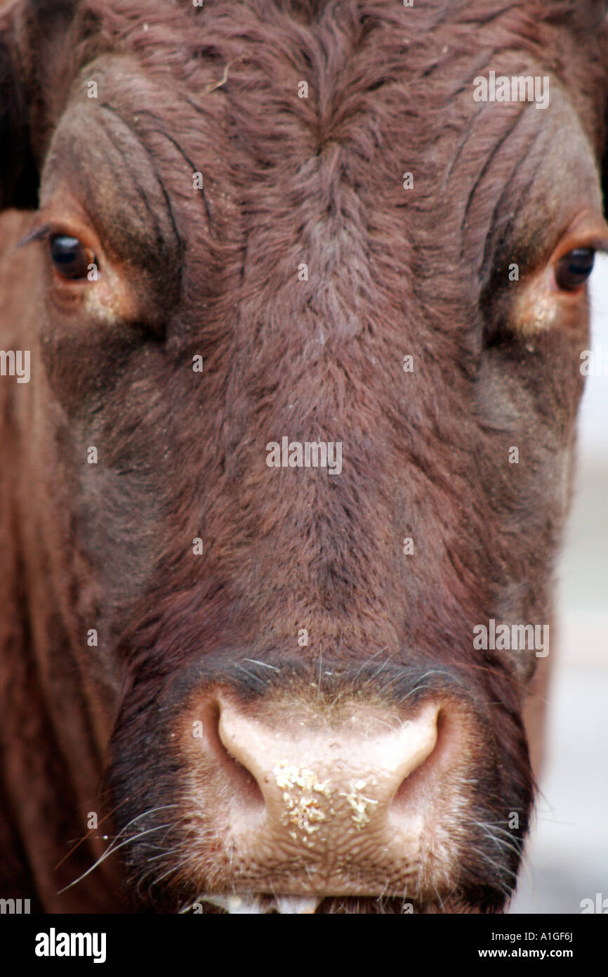 Red devon cow horns hi-res stock photography and images - Alamy