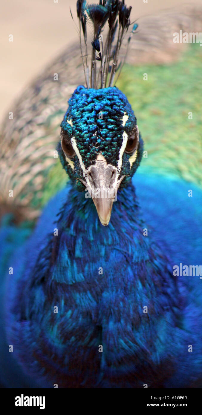 Closeup of Peacock from front Stock Photo - Alamy