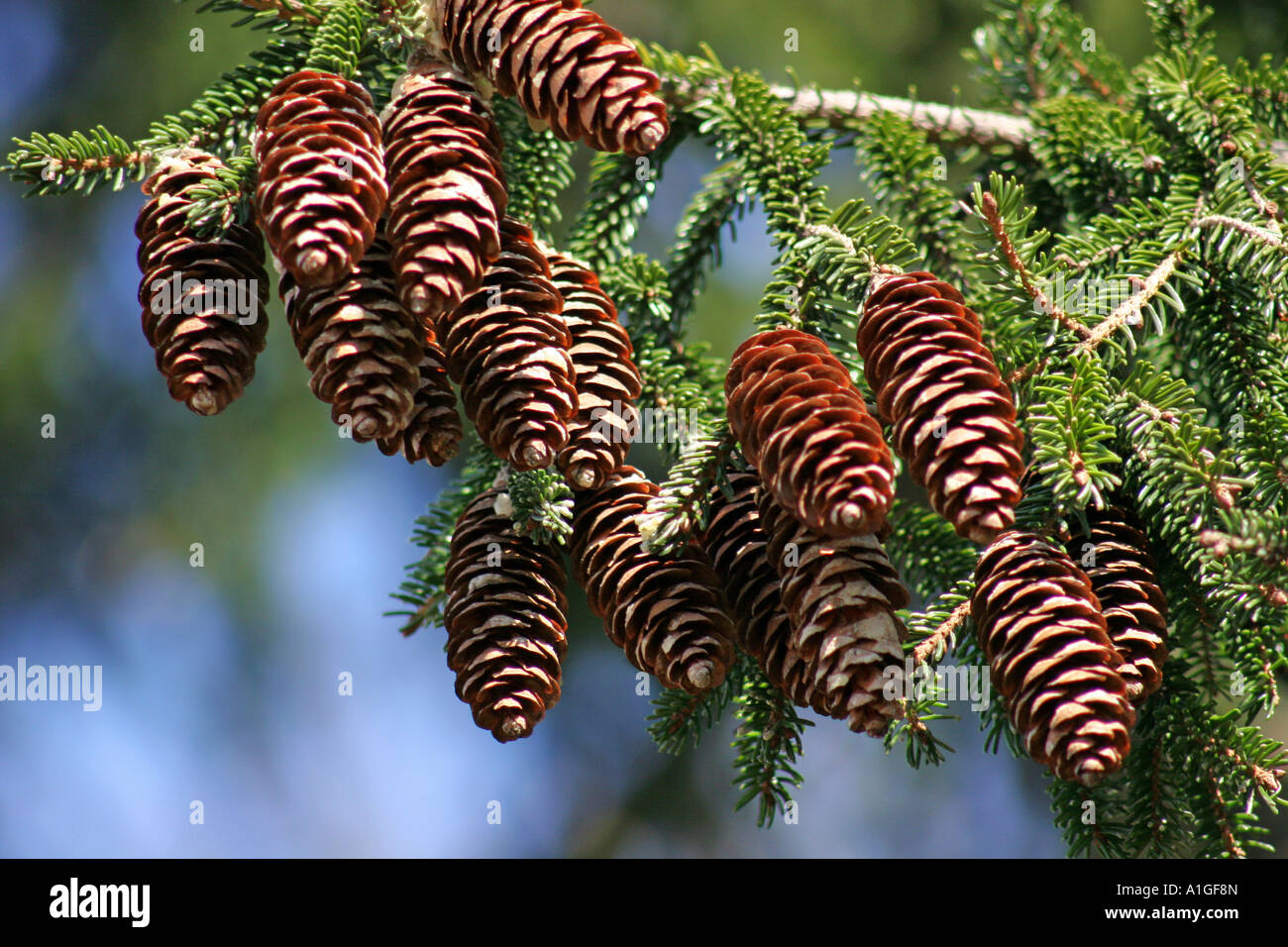 Hanging in a pine tree hi-res stock photography and images - Alamy