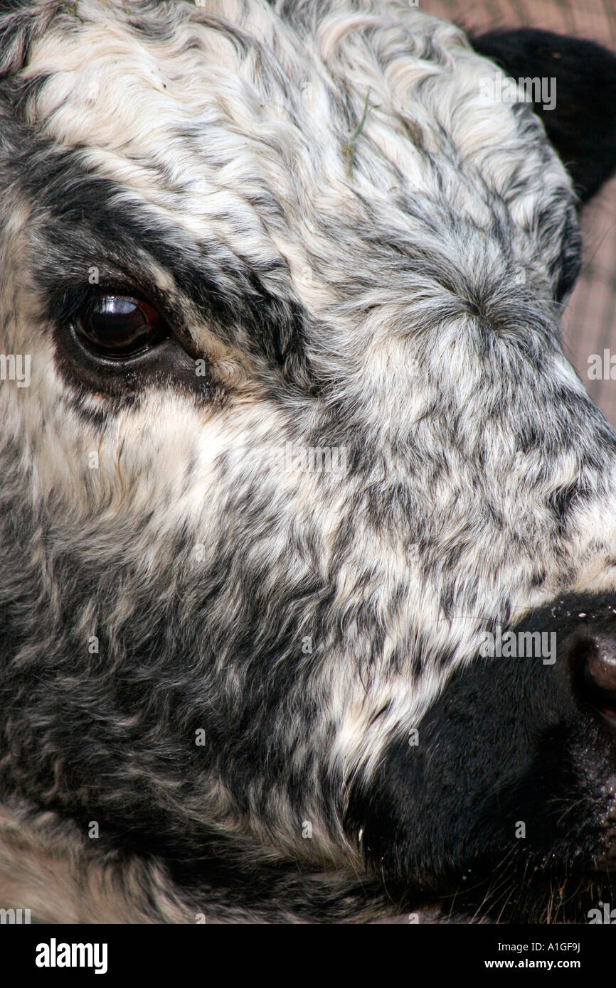 Randall lineback cattle hi-res stock photography and images - Alamy