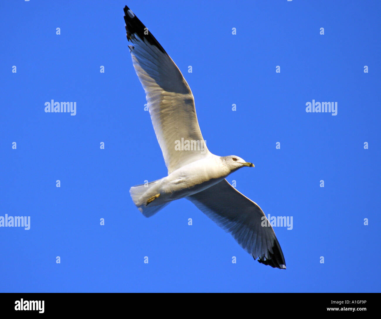 Ring billed Gull in flight Stock Photo - Alamy