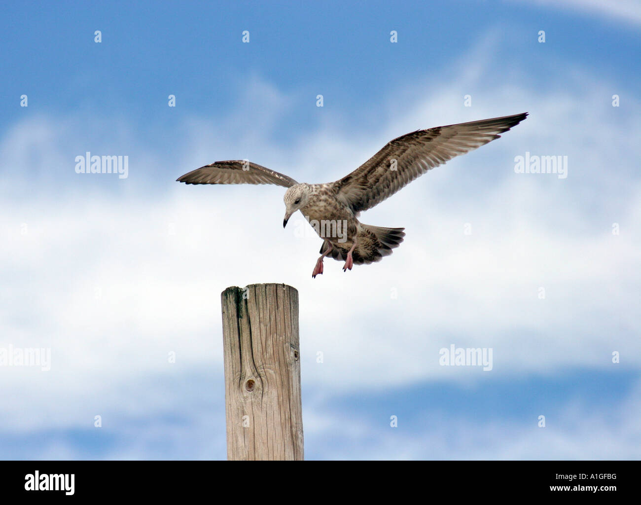 Seagull landing on a telephone pole Stock Photo - Alamy