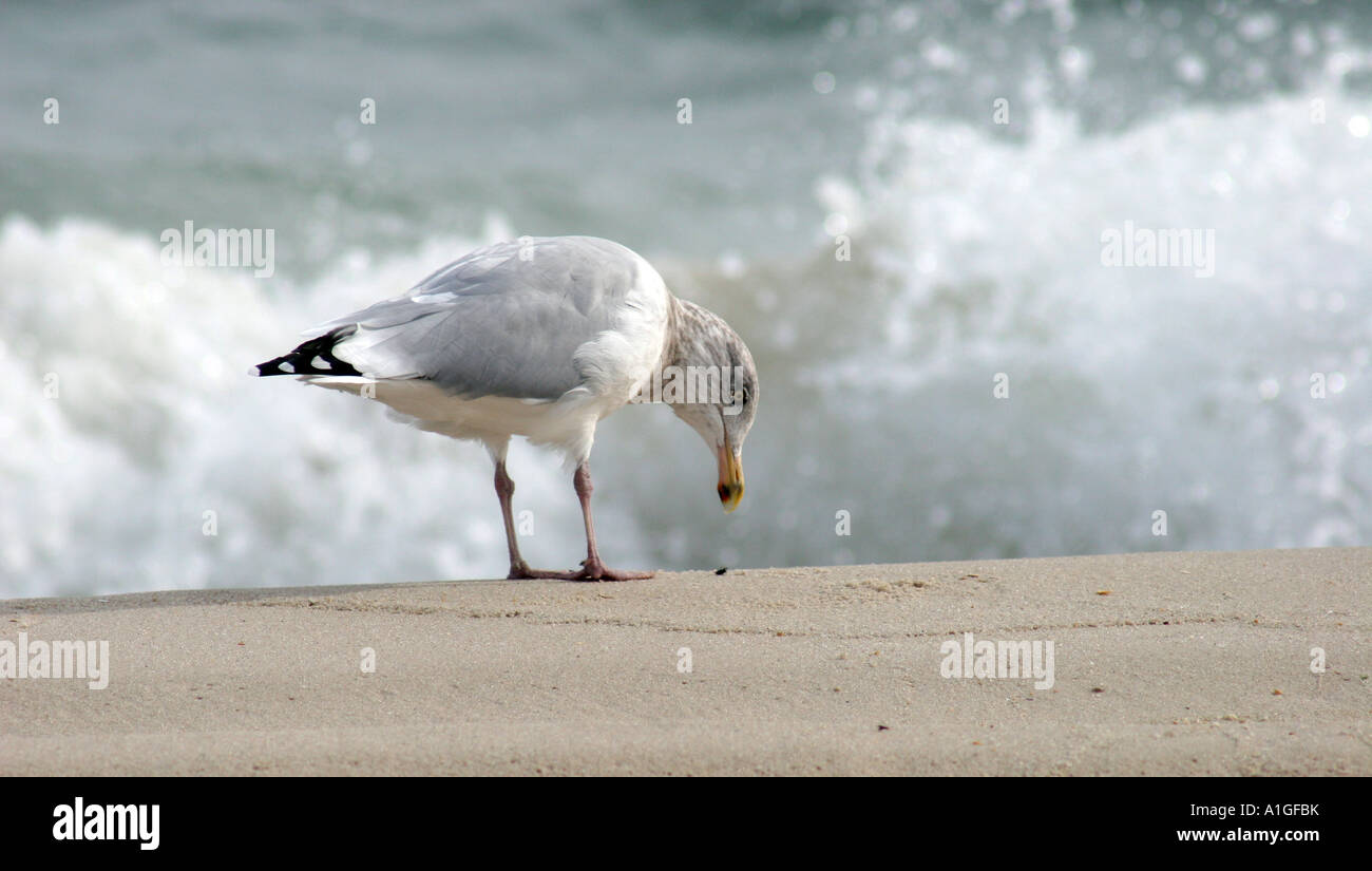Seagull pecking food hi-res stock photography and images - Alamy