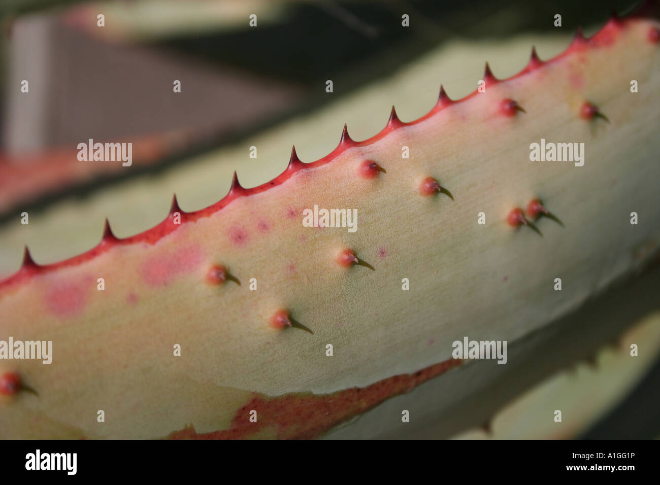 a grey-green succulent plant with a bright red spikey border around ...