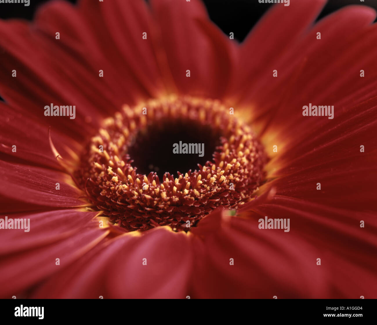 Gerbera African daisy Gerbera jamesonii Stock Photo - Alamy