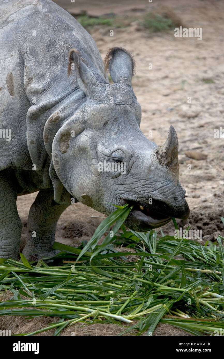 Rhinoceros Teeth High Resolution Stock Photography and Images - Alamy