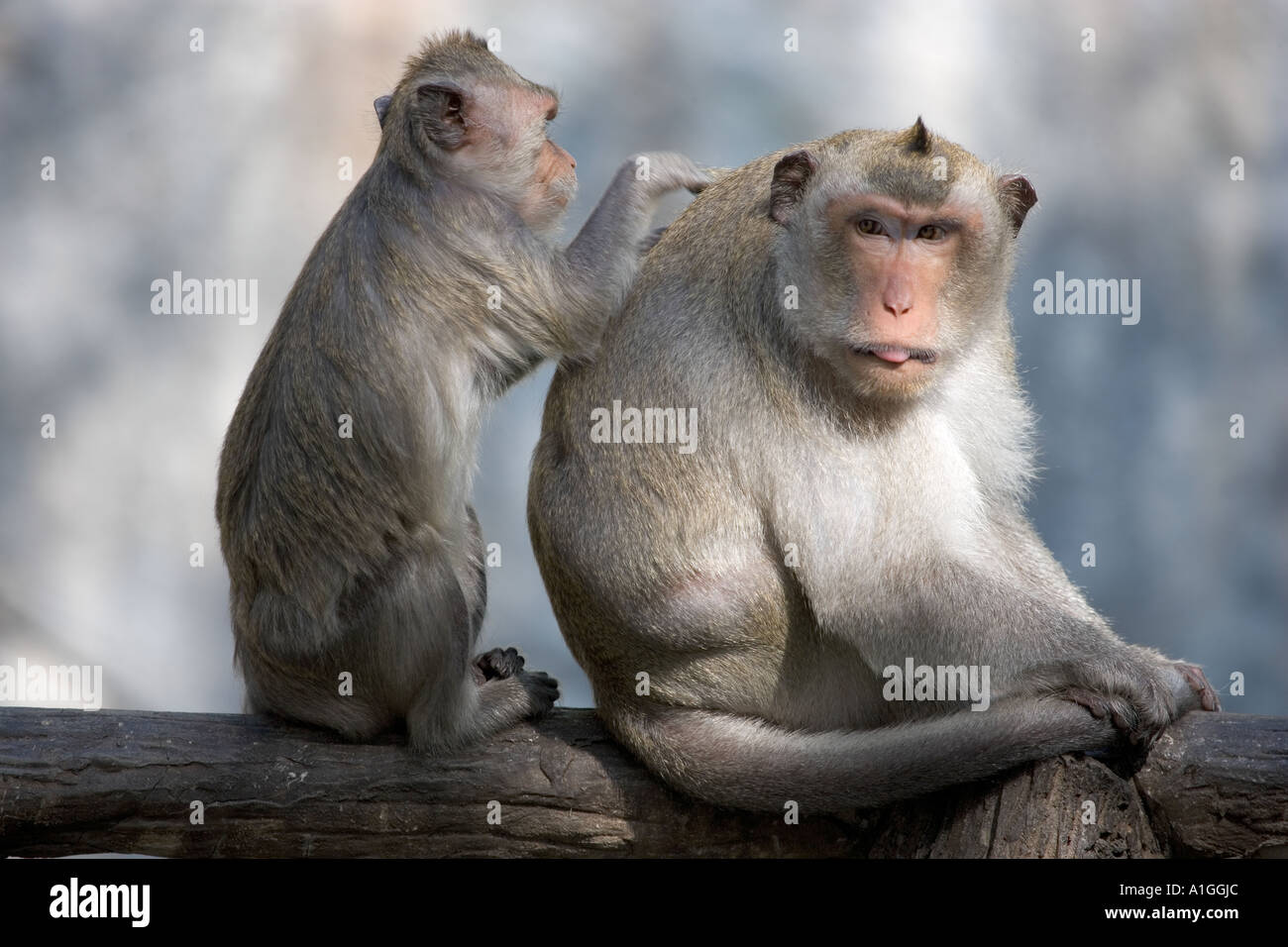 Monkeys chiang mai zoo thailand hi-res stock photography and images - Alamy