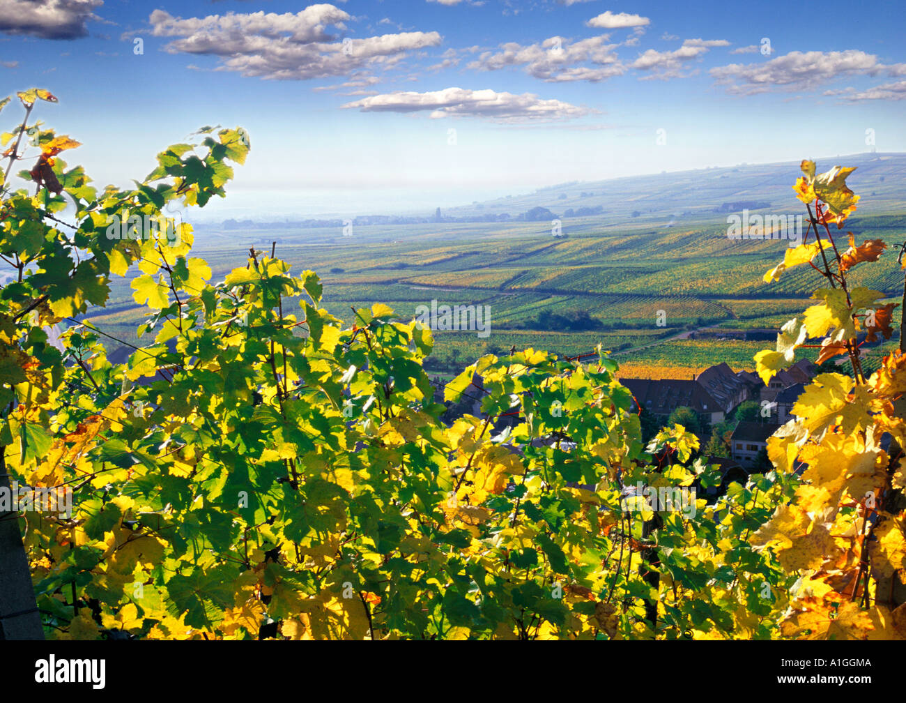Vineyards in Alsace, France Stock Photo - Alamy