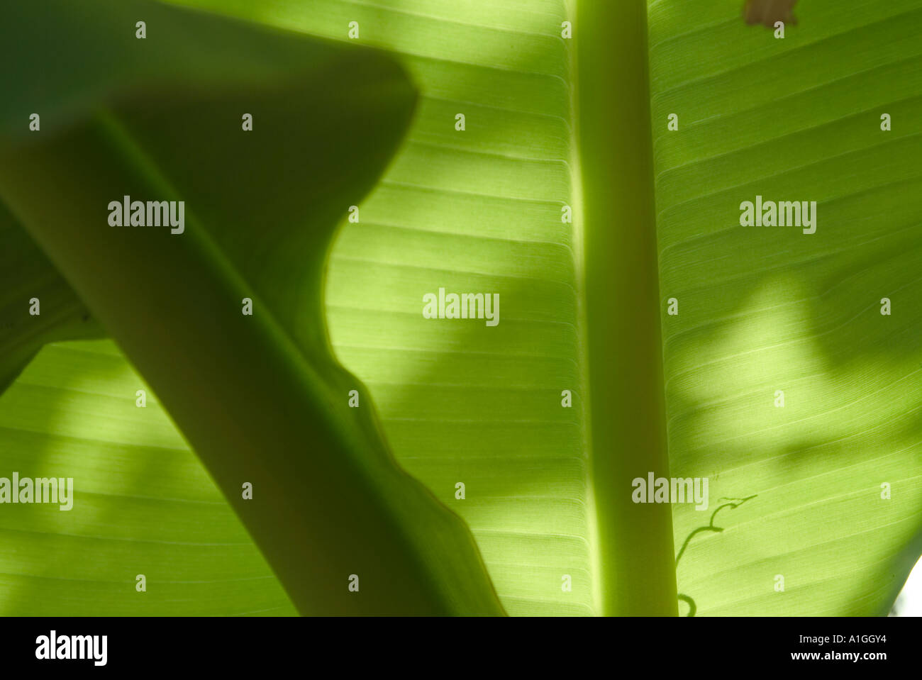 Back lit banana leaf hi-res stock photography and images - Alamy