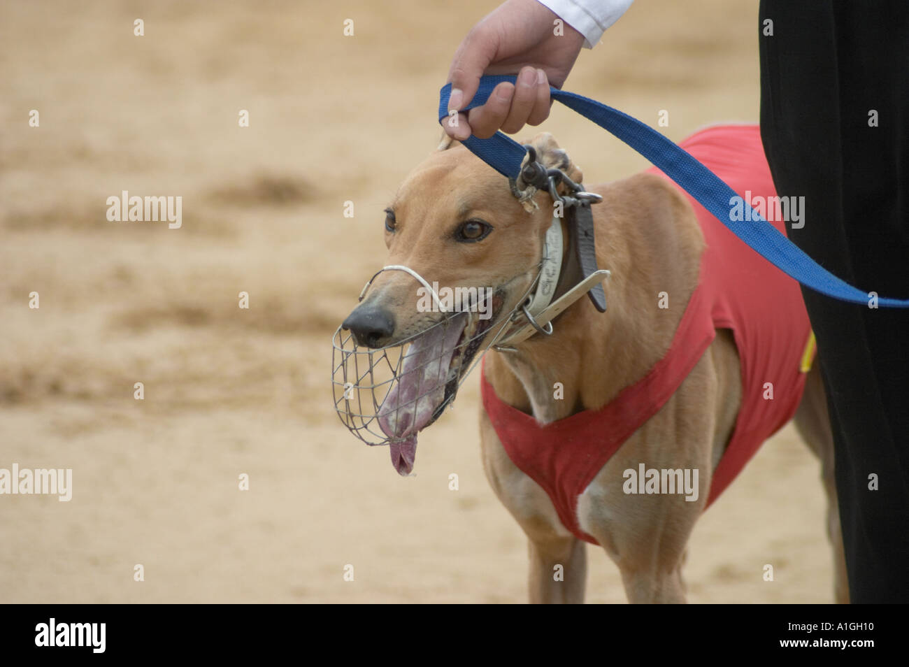 dog greyhound at shanghai wild animal park shanghai china Stock Photo ...