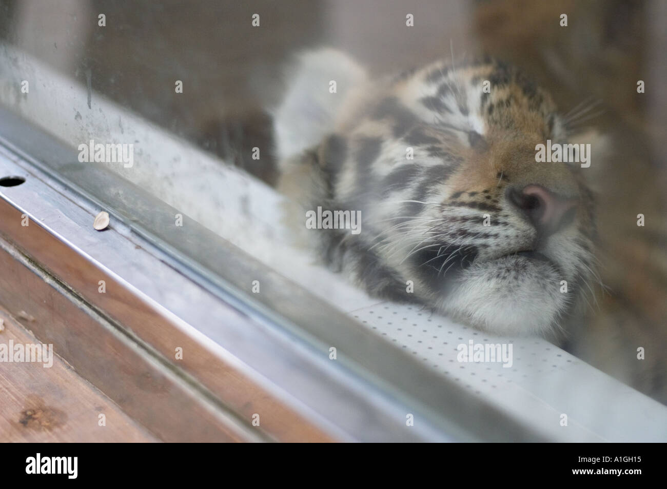 sad captive tiger in shanghai wild animal park shanghai china Stock ...