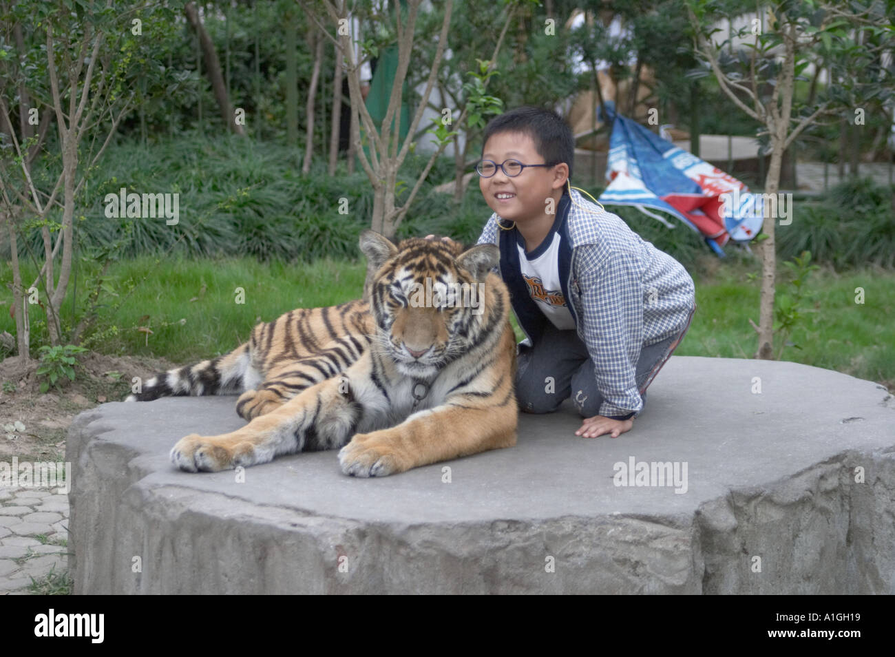 boy posing with tiger for a photograph in shanghai wild animal park ...